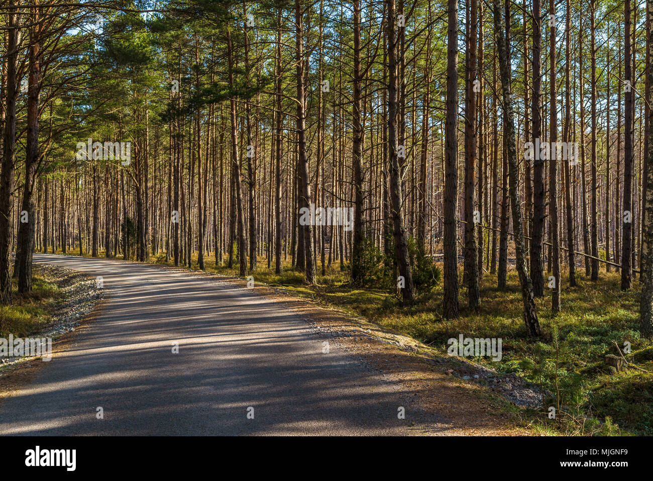 Trollskogen nature reserve on Oland, Sweden. Bending country road sided ...