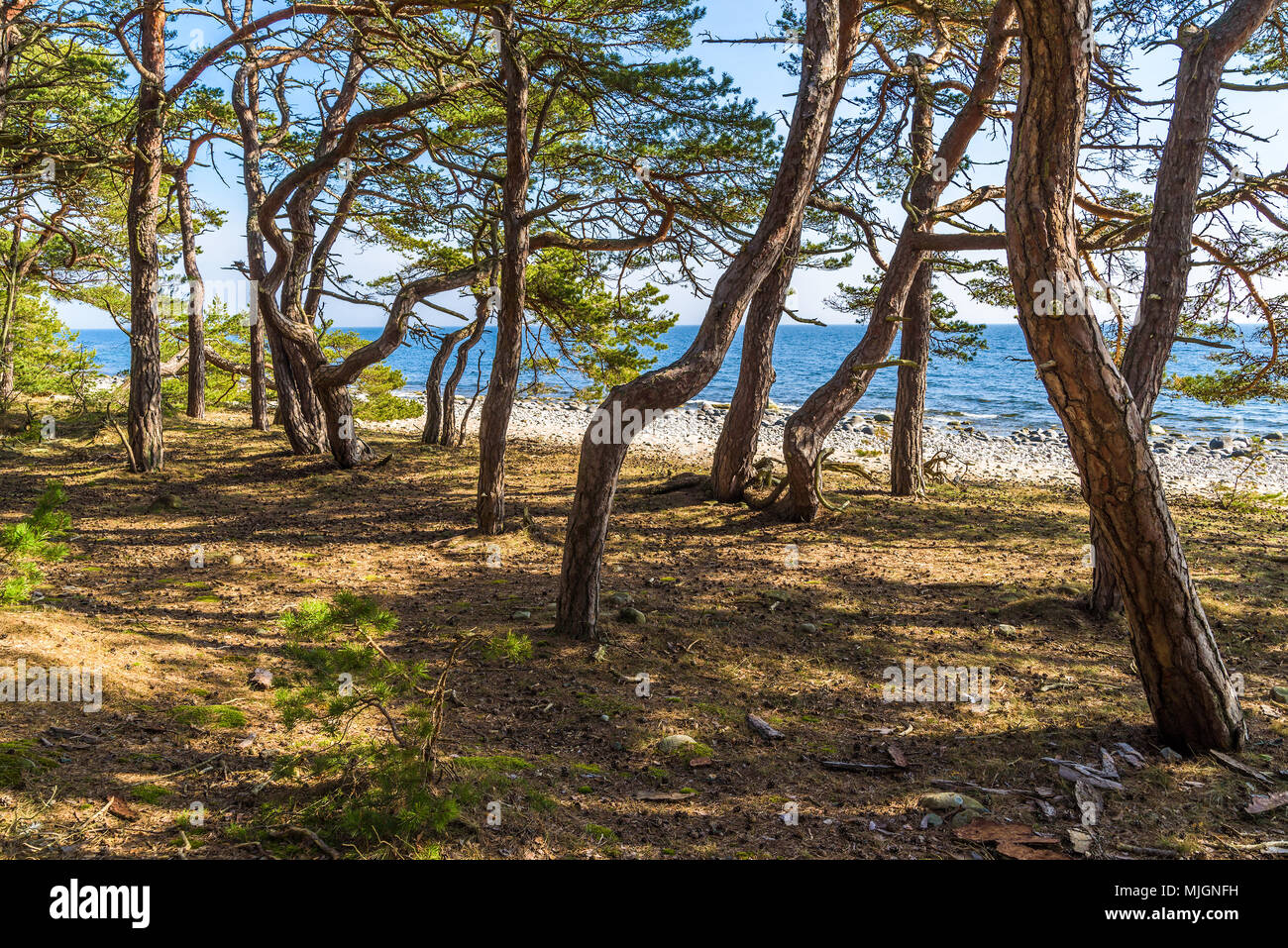 Trollskogen nature reserve on Oland, Sweden. The coastal pine forest is ...
