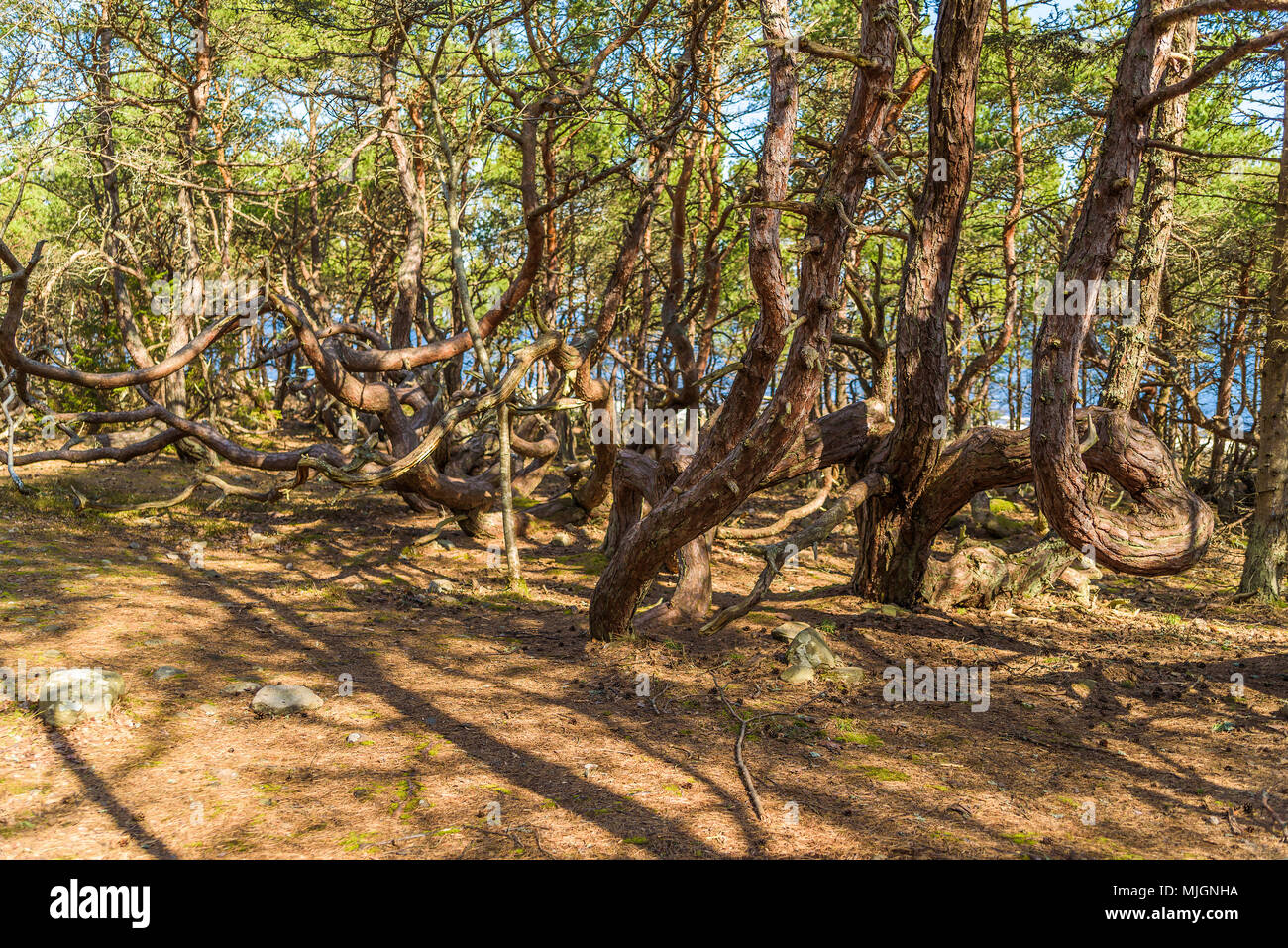 Trollskogen nature reserve on Oland, Sweden. The coastal pine forest is ...