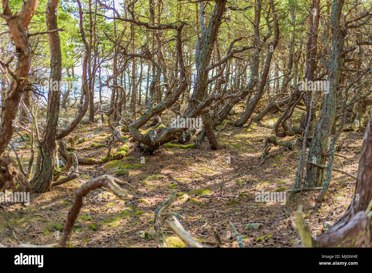 Trollskogen nature reserve on Oland, Sweden. The coastal pine forest is ...