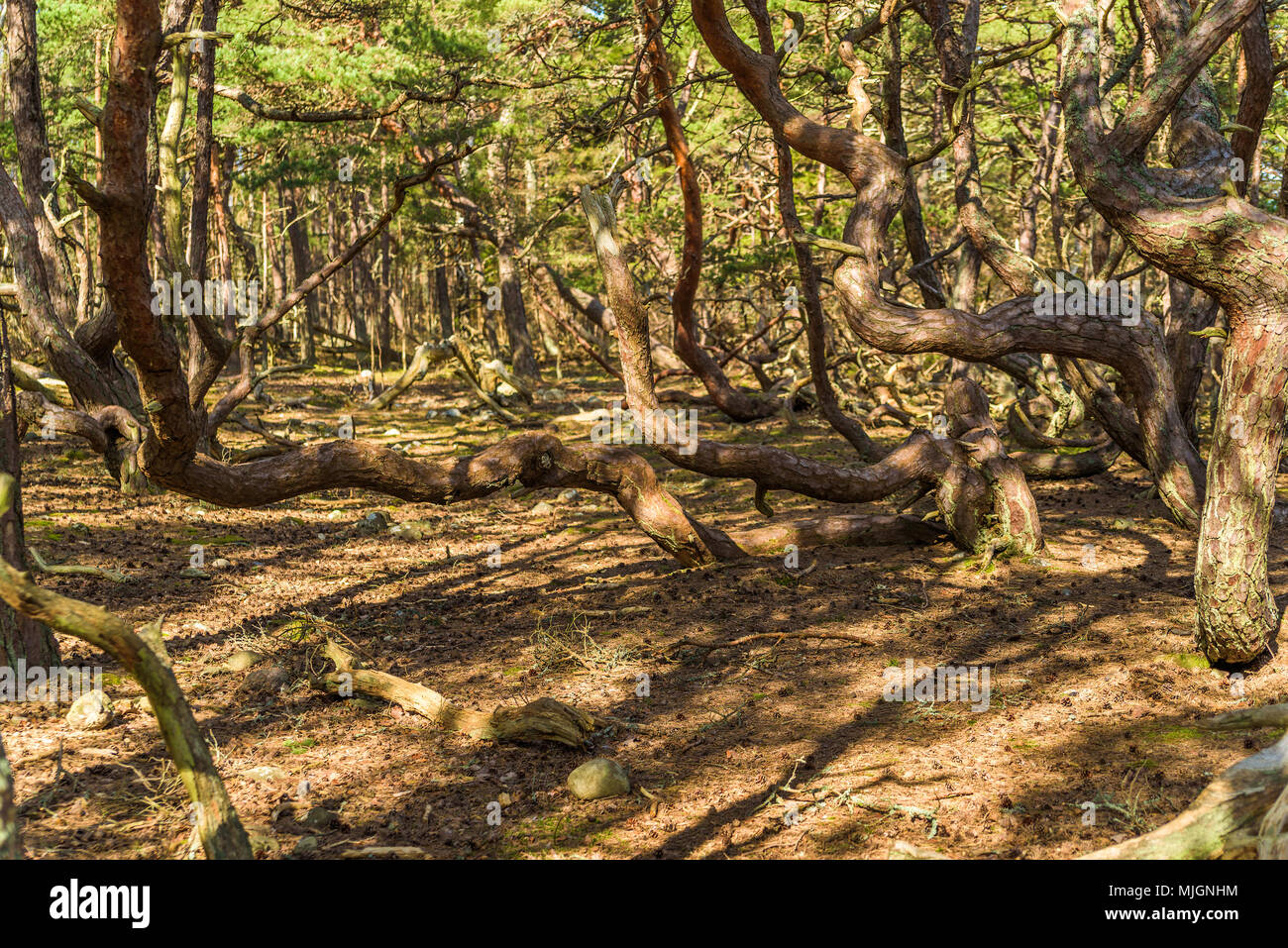 Trollskogen nature reserve on Oland, Sweden. The coastal pine forest is ...