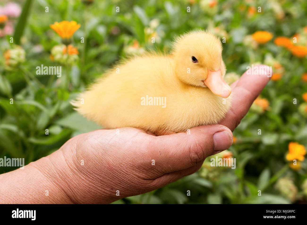 Baby Duck Held in Womans Hand in The Garden Stock Photo - Alamy