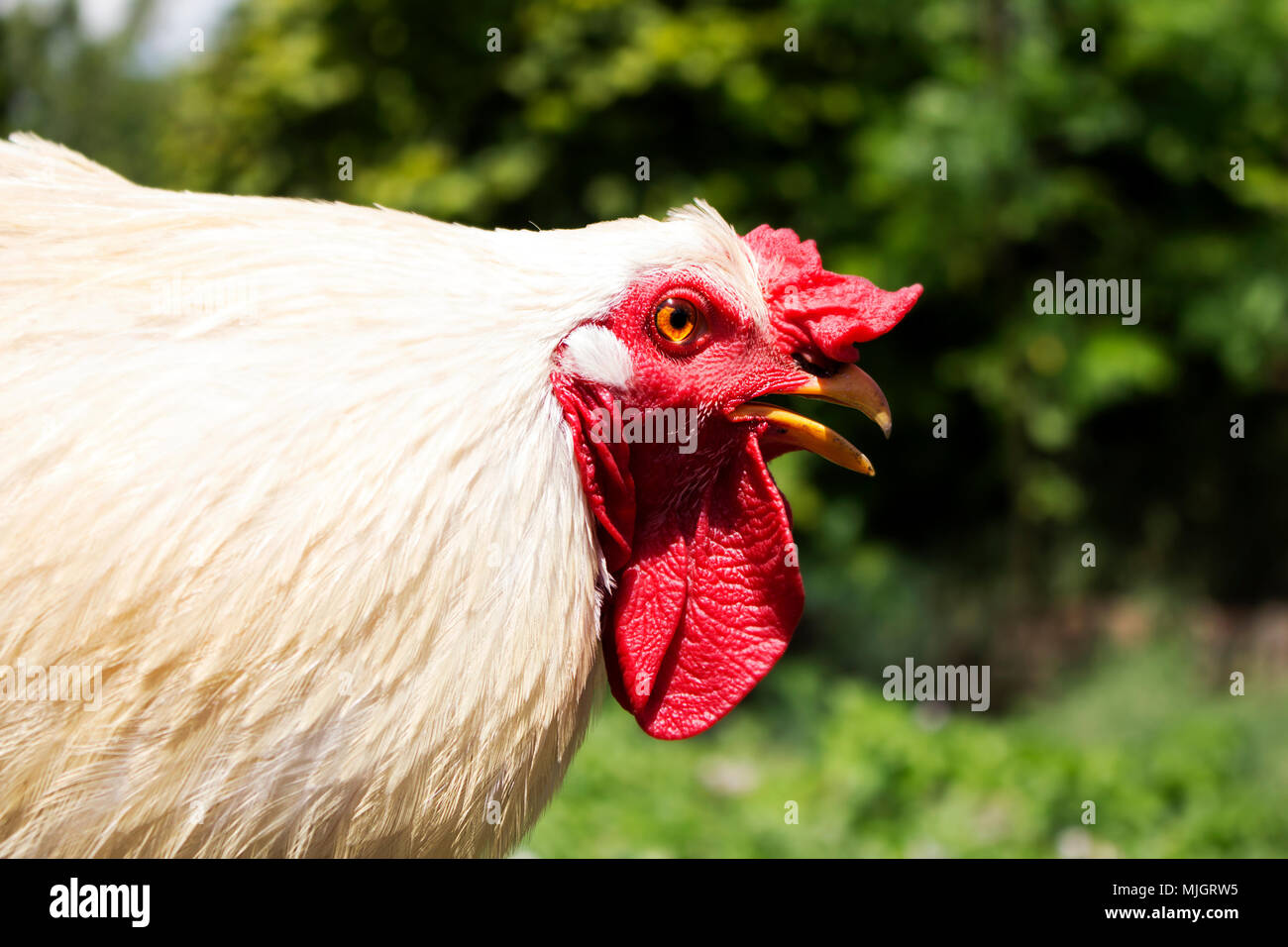 Rooster With White Feathers and Big Red Comb in Nature Stock Photo - Alamy