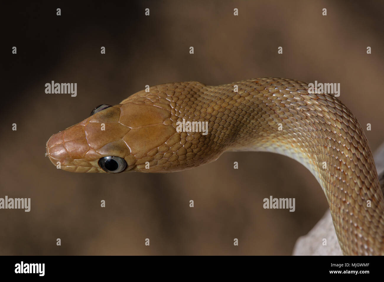 Baja california ratsnake hi-res stock photography and images - Alamy