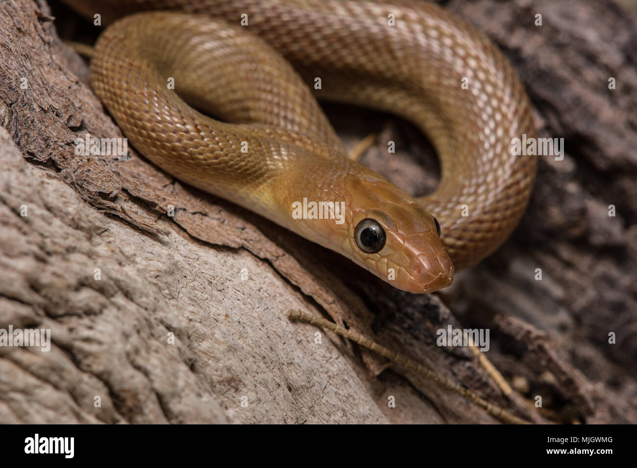 Baja California Ratsnake (Bogertophis rosaliae) from Baja California ...