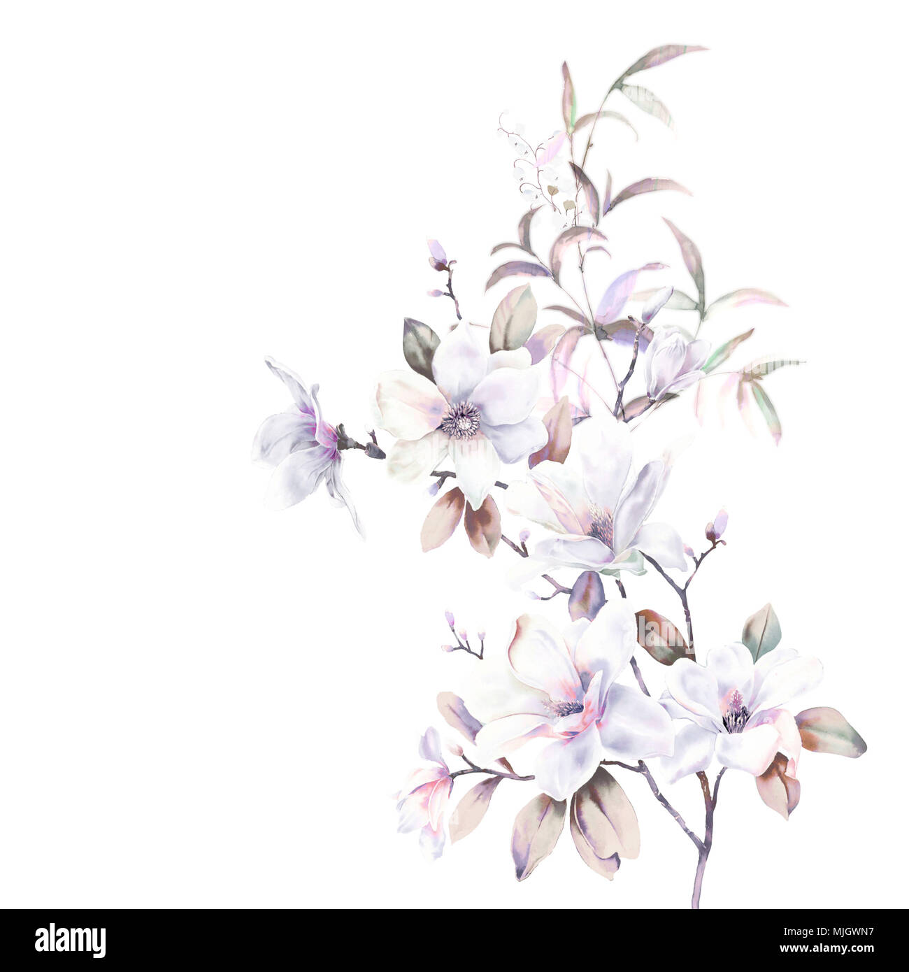 Branch magnolia flowers set Cut Out Stock Images & Pictures - Alamy