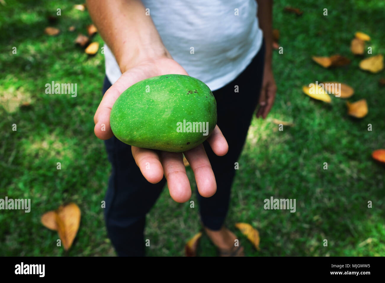 Hand holding ripe mango against green background Stock Photo - Alamy