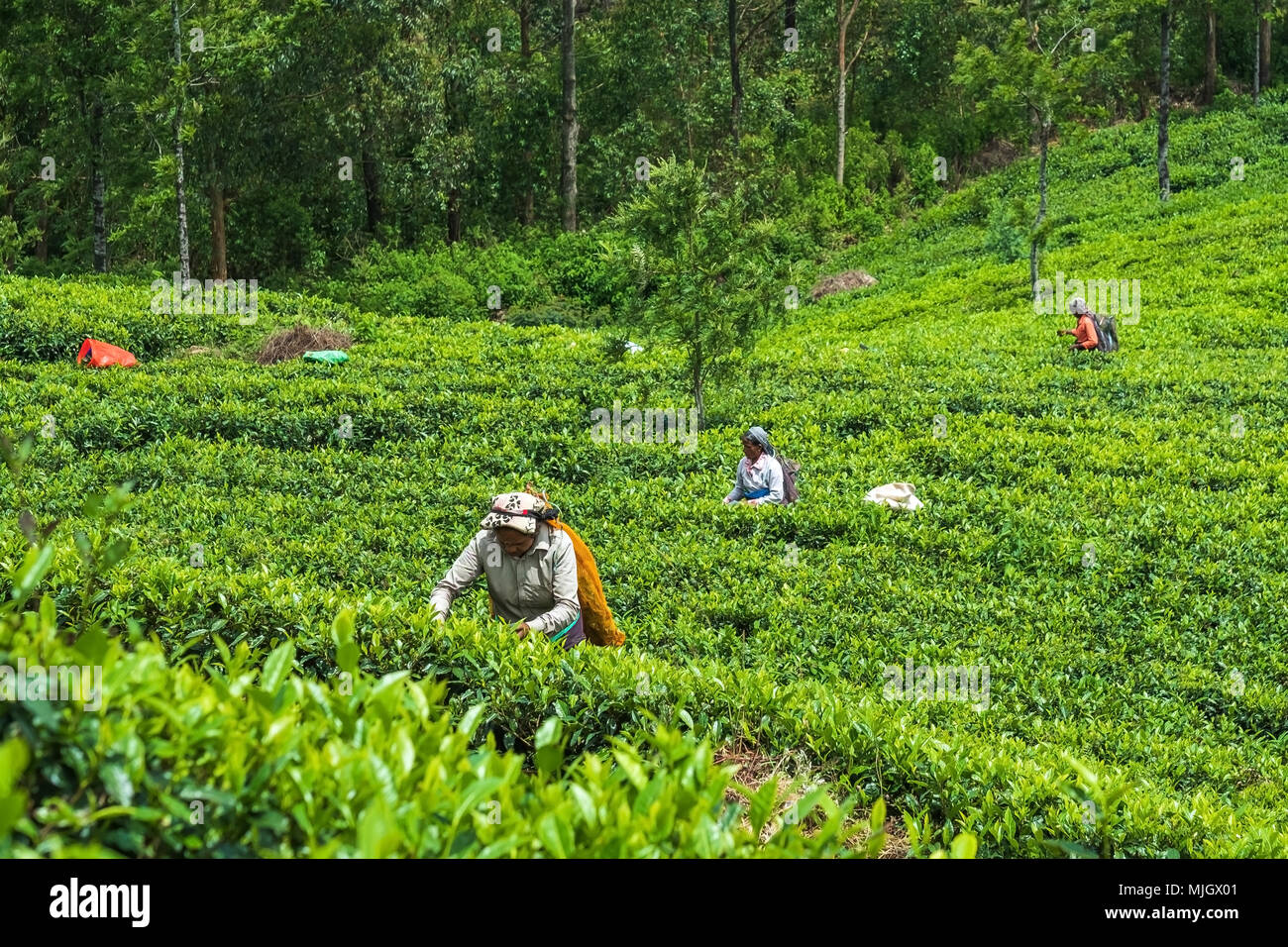 Woman collecting tea leaves hi-res stock photography and images - Alamy