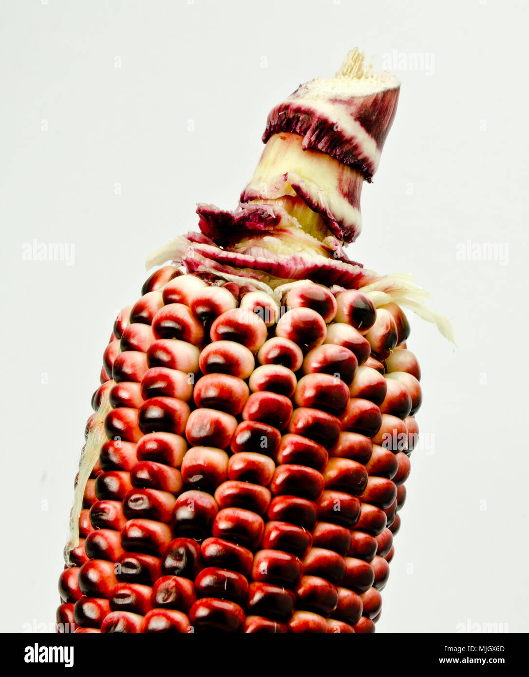 isolated texture of sweet purple corn Stock Photo - Alamy