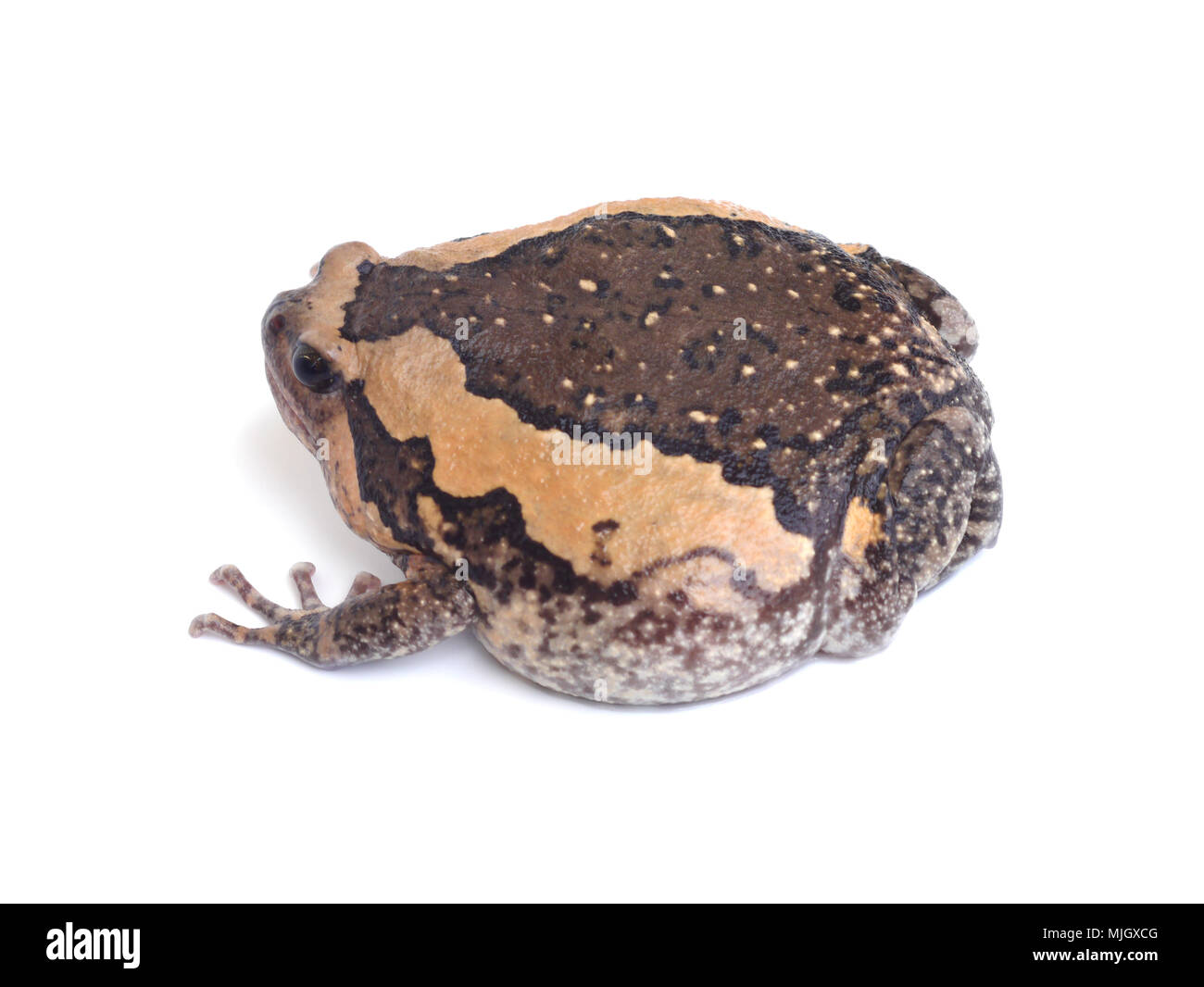 Rana tropical Cut Out Stock Images & Pictures - Alamy