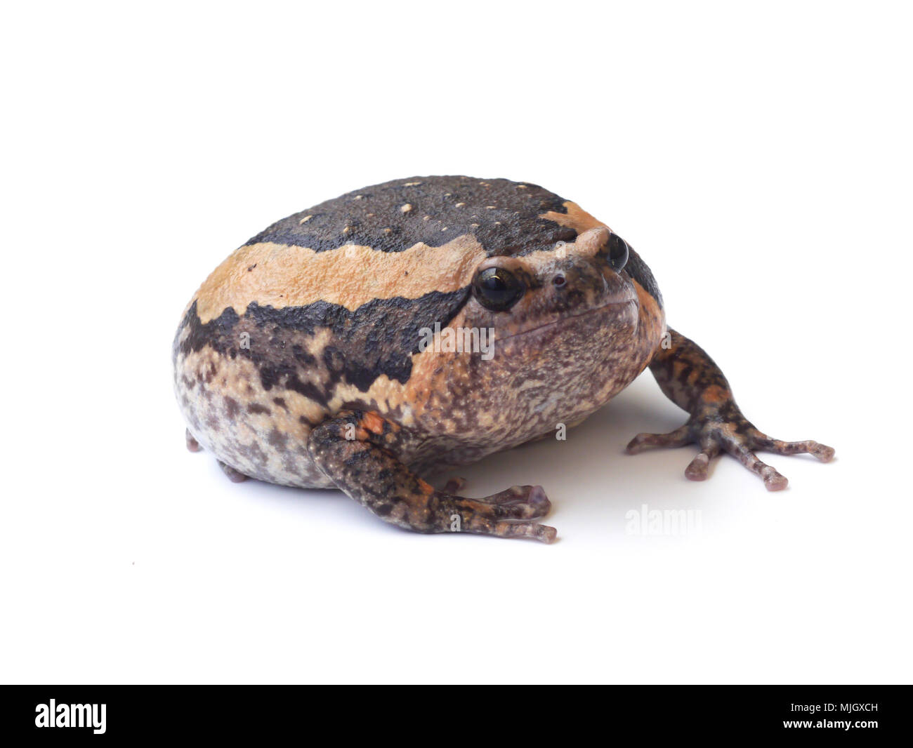 bullfrog isolate on white background Stock Photo - Alamy
