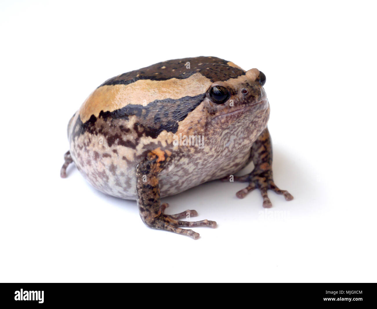 bullfrog isolate on white background Stock Photo - Alamy