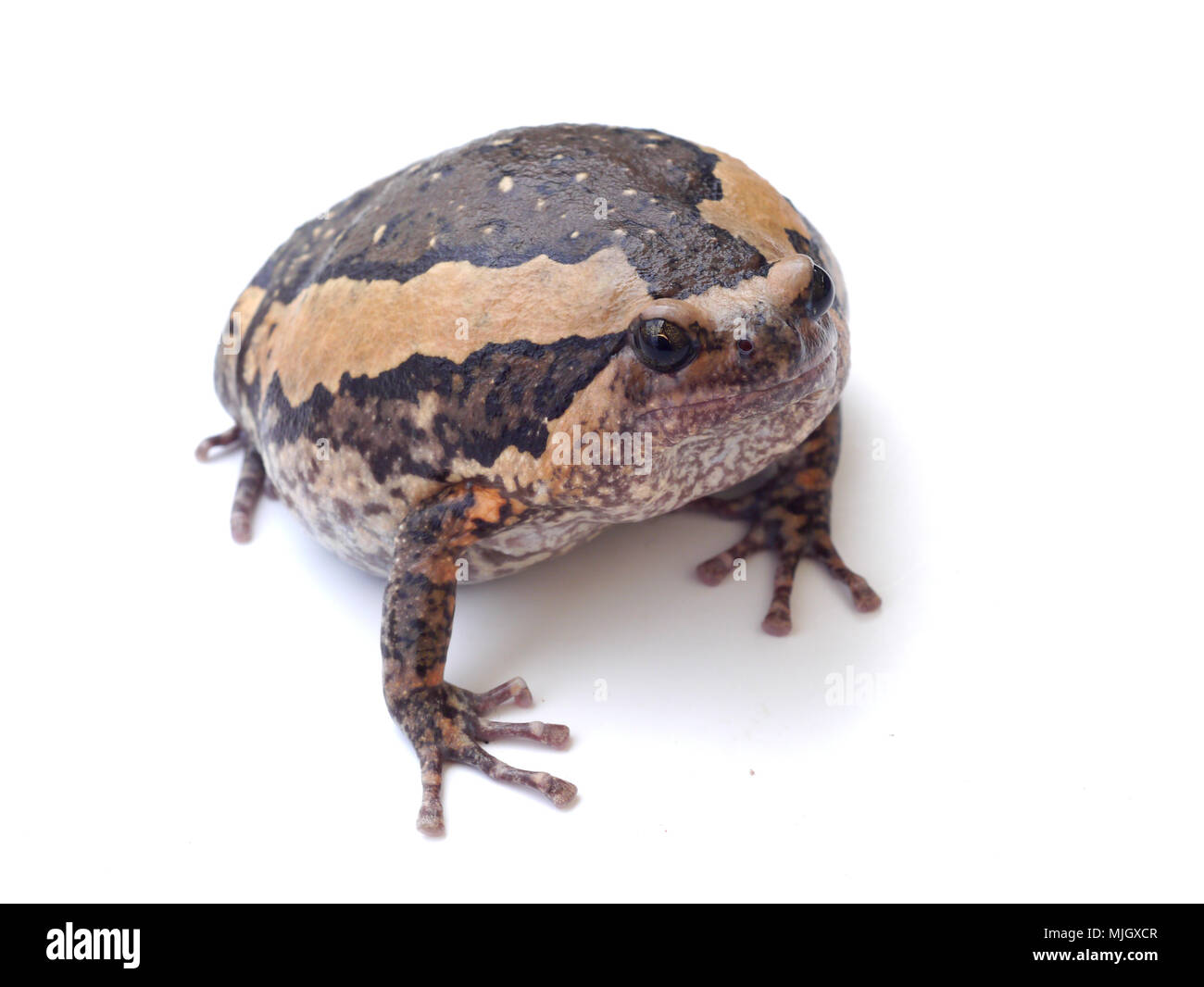 bullfrog isolate on white background Stock Photo - Alamy