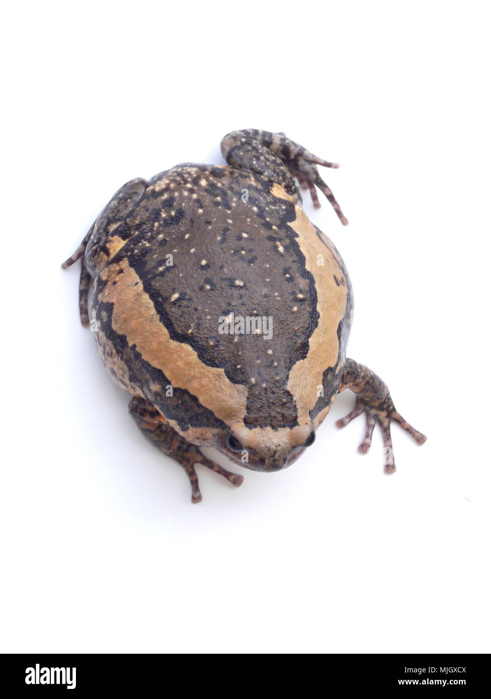 bullfrog isolate on white background Stock Photo - Alamy