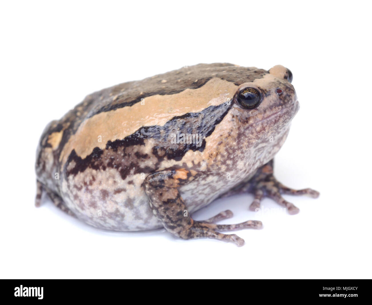 bullfrog isolate on white background Stock Photo - Alamy