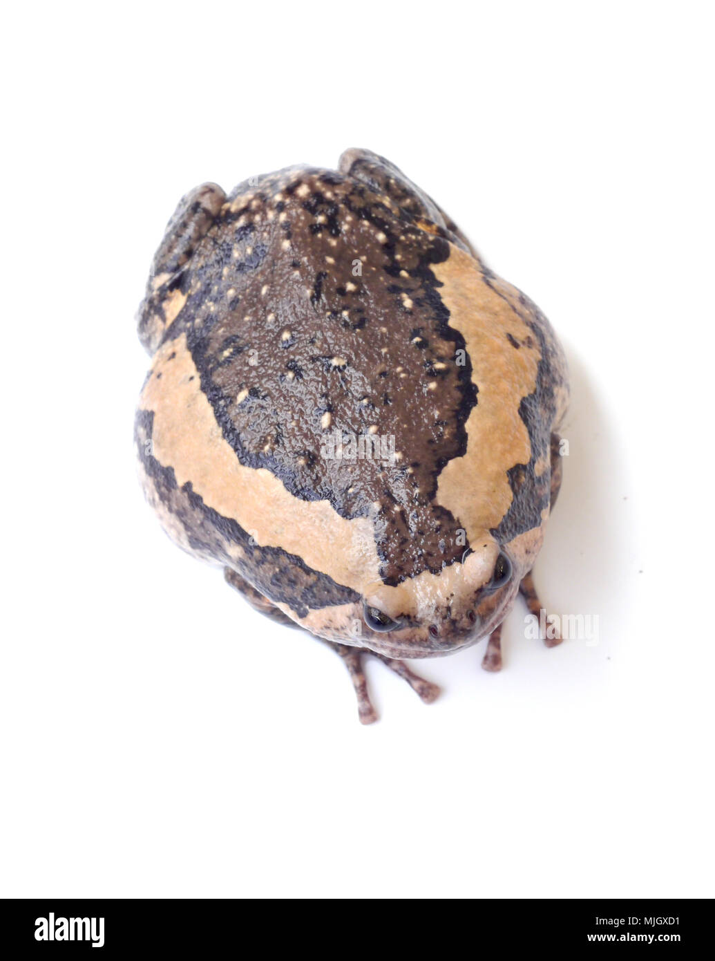 bullfrog isolate on white background Stock Photo - Alamy