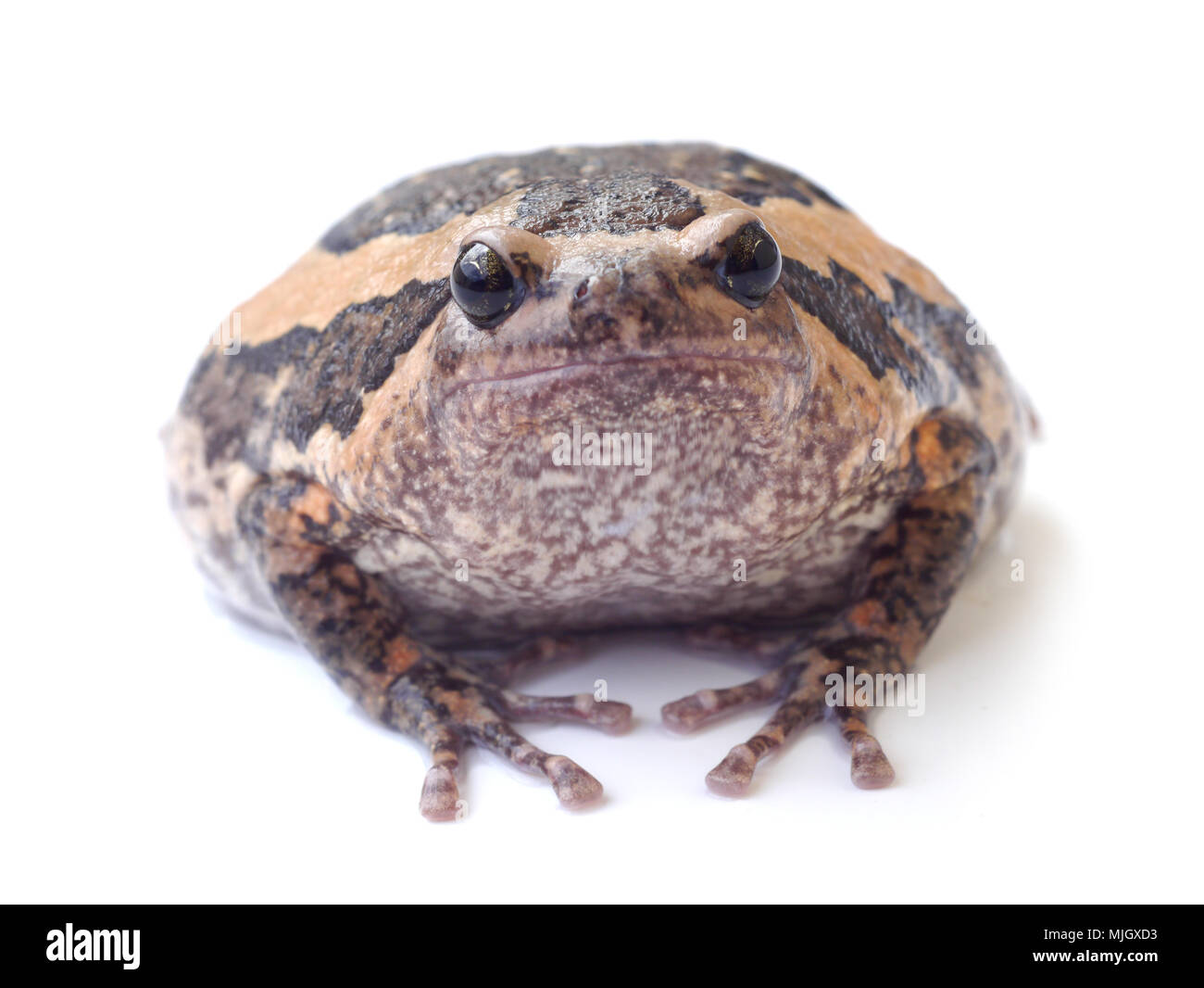 bullfrog isolate on white background Stock Photo - Alamy