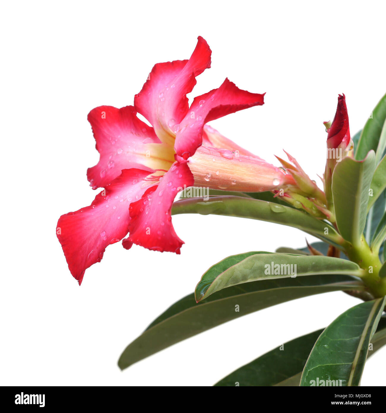Red Desert Flower, adenium obesum isolated on white Stock Photo - Alamy