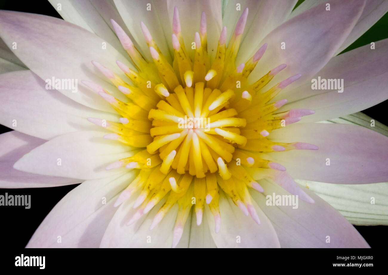 Violet lotus flower Stock Photo - Alamy