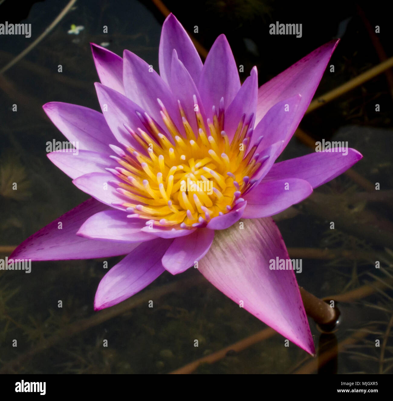 Violet lotus flower Stock Photo - Alamy