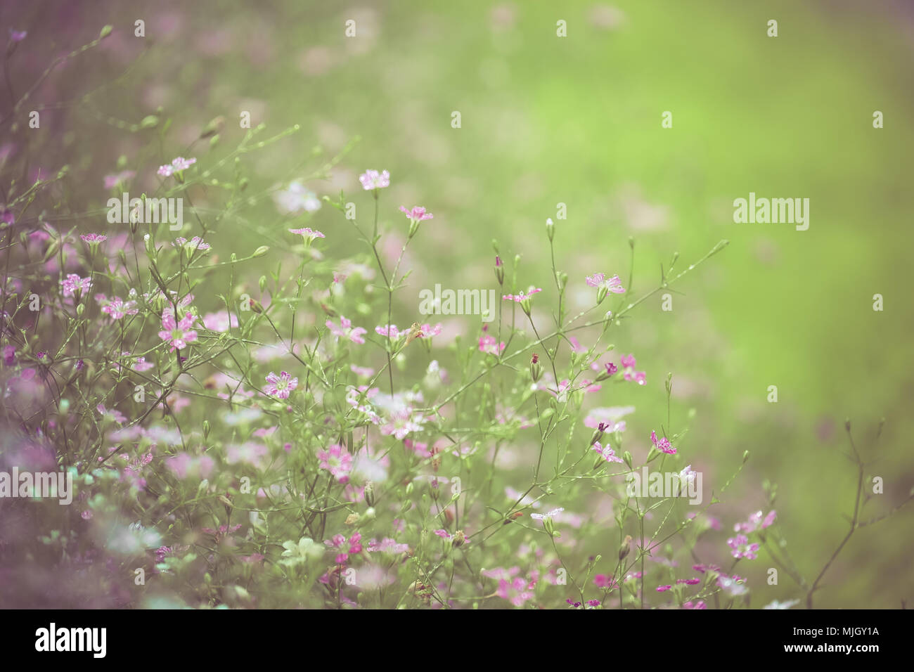 flowers with filter effect retro vintage style Stock Photo - Alamy