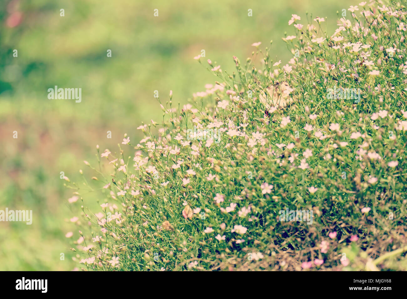 flowers with filter effect retro vintage style Stock Photo - Alamy