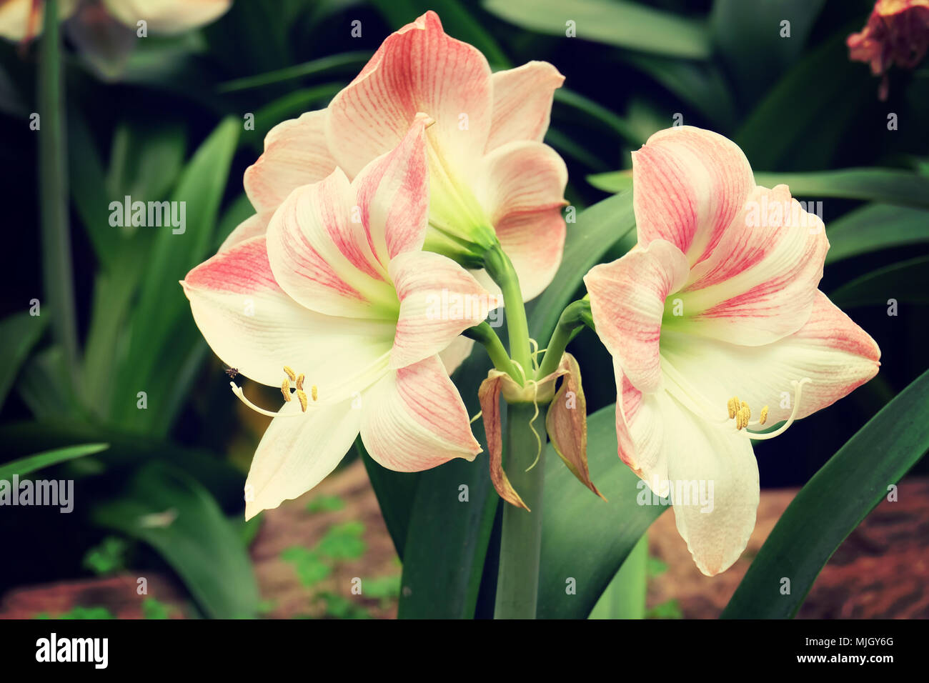 flowers with filter effect retro vintage style Stock Photo - Alamy