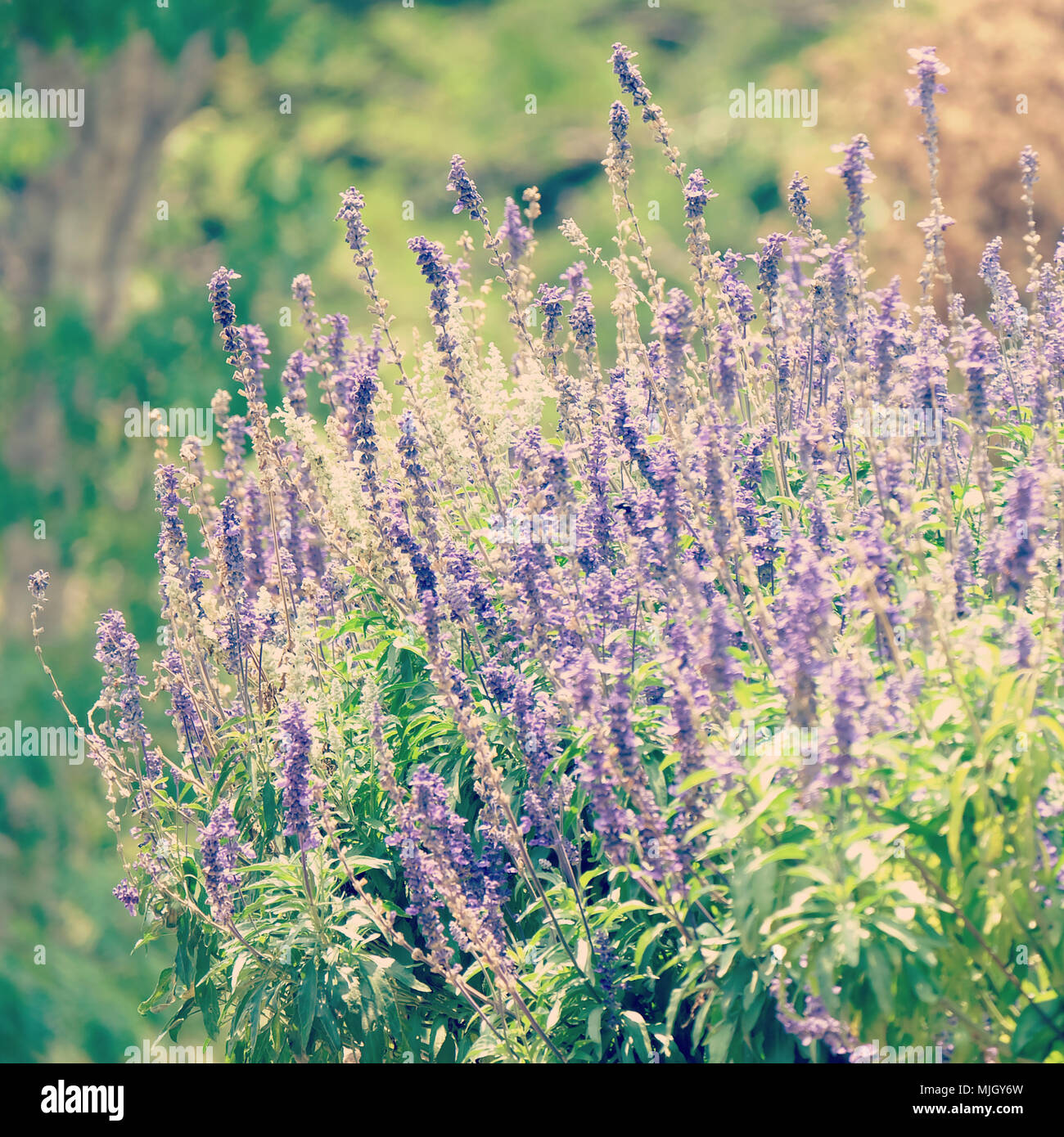 flowers with filter effect retro vintage style Stock Photo - Alamy