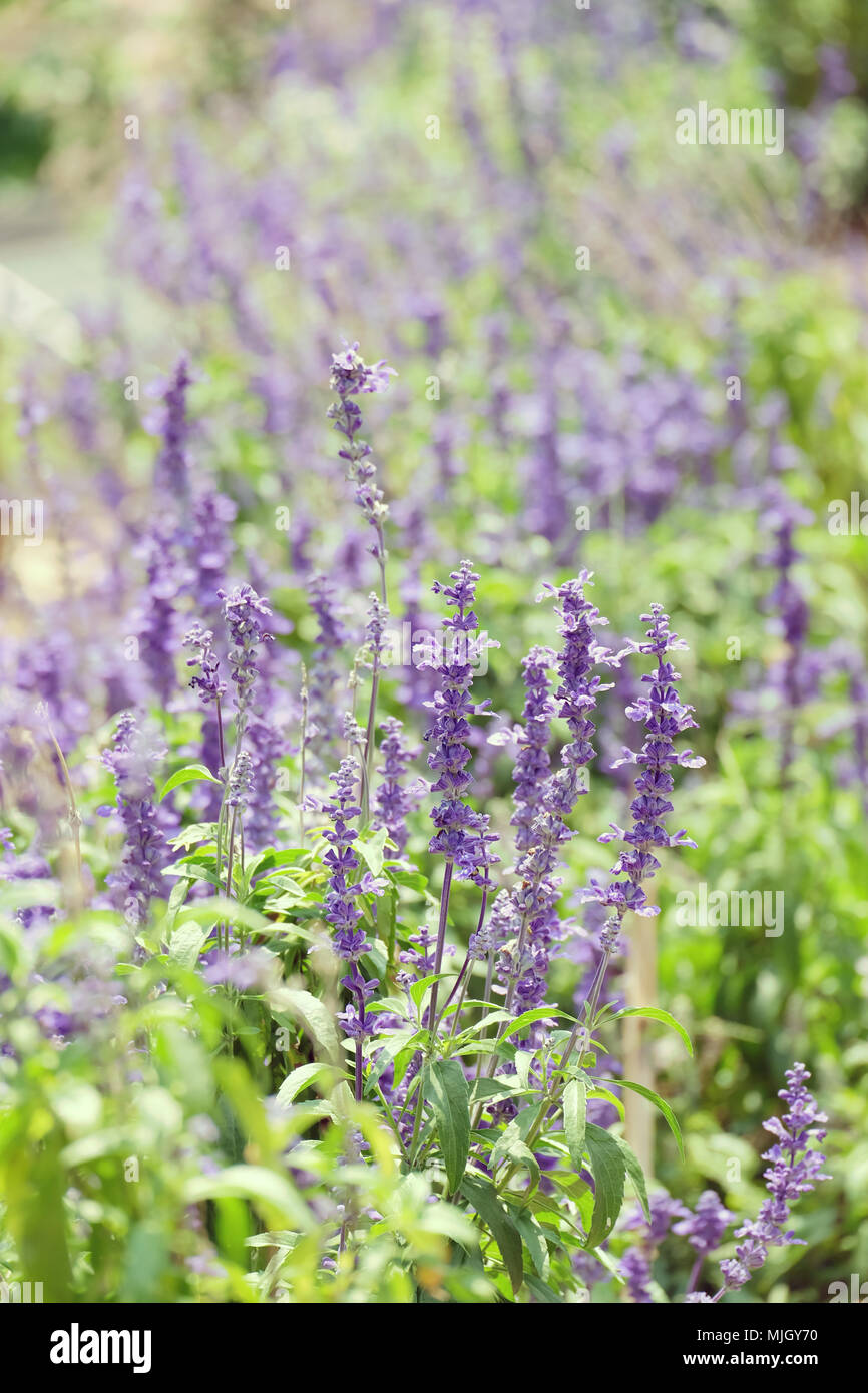 flowers with filter effect retro vintage style Stock Photo - Alamy