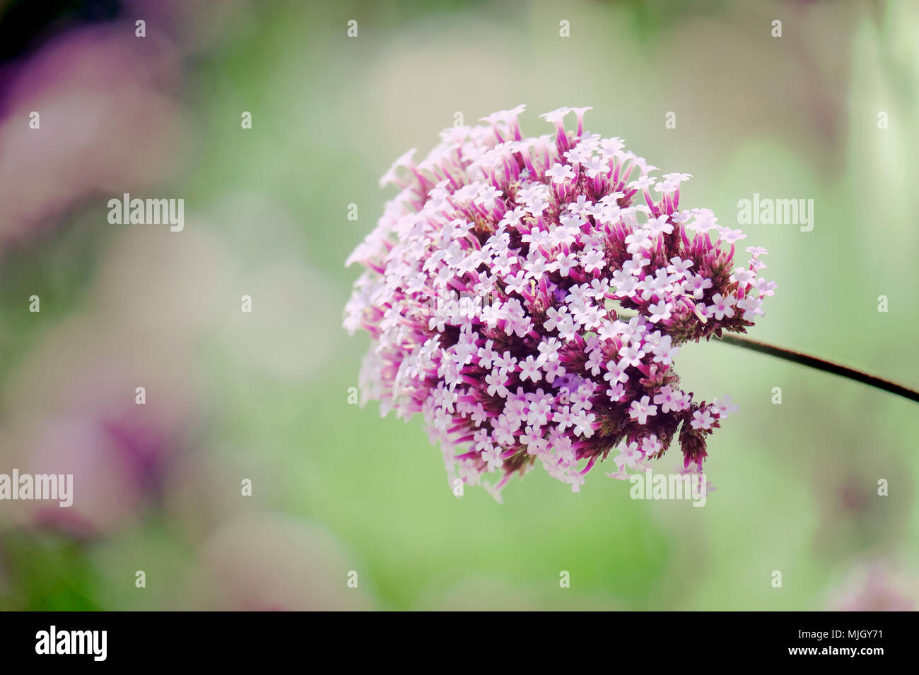 flowers with filter effect retro vintage style Stock Photo - Alamy