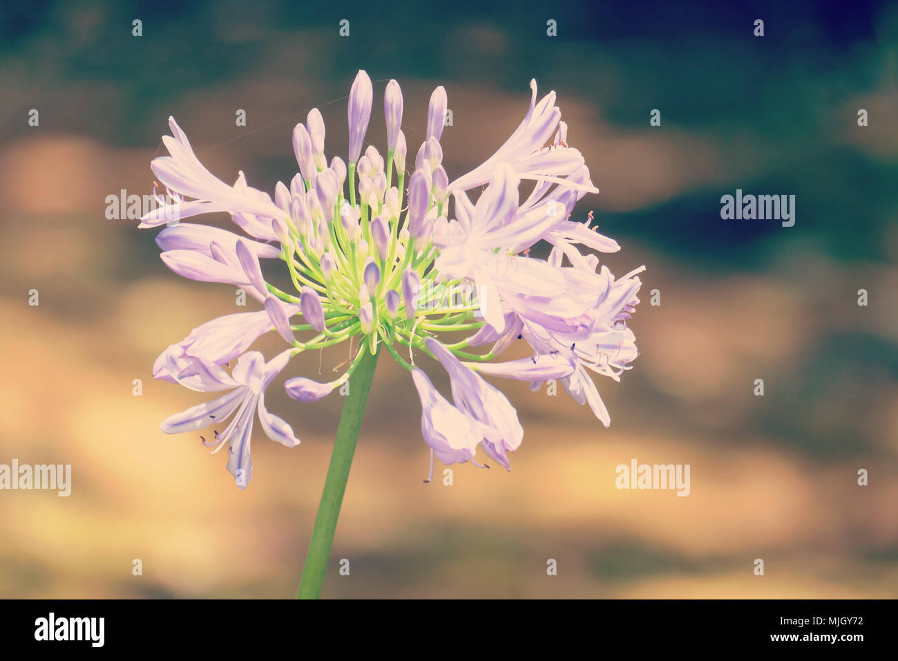 flowers with filter effect retro vintage style Stock Photo - Alamy