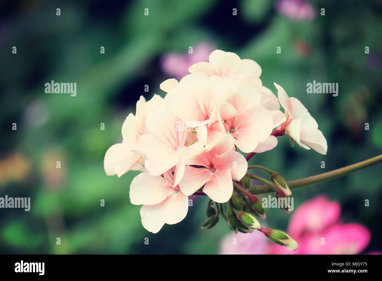 flowers with filter effect retro vintage style Stock Photo - Alamy