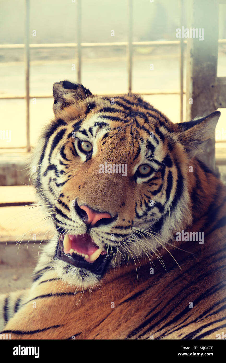 tiger face with filter effect retro vintage style Stock Photo - Alamy