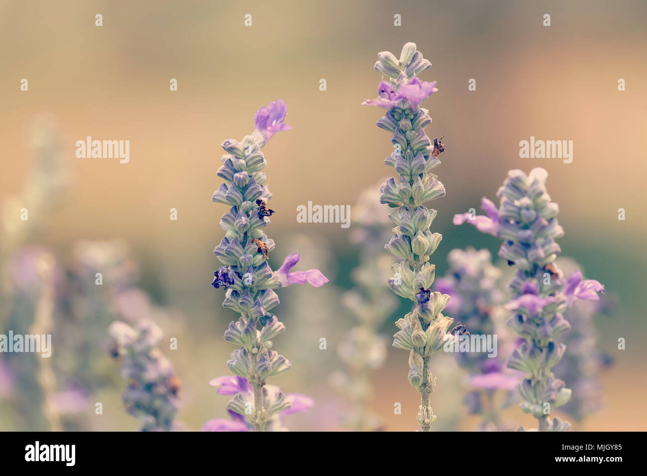 flowers with filter effect retro vintage style Stock Photo - Alamy