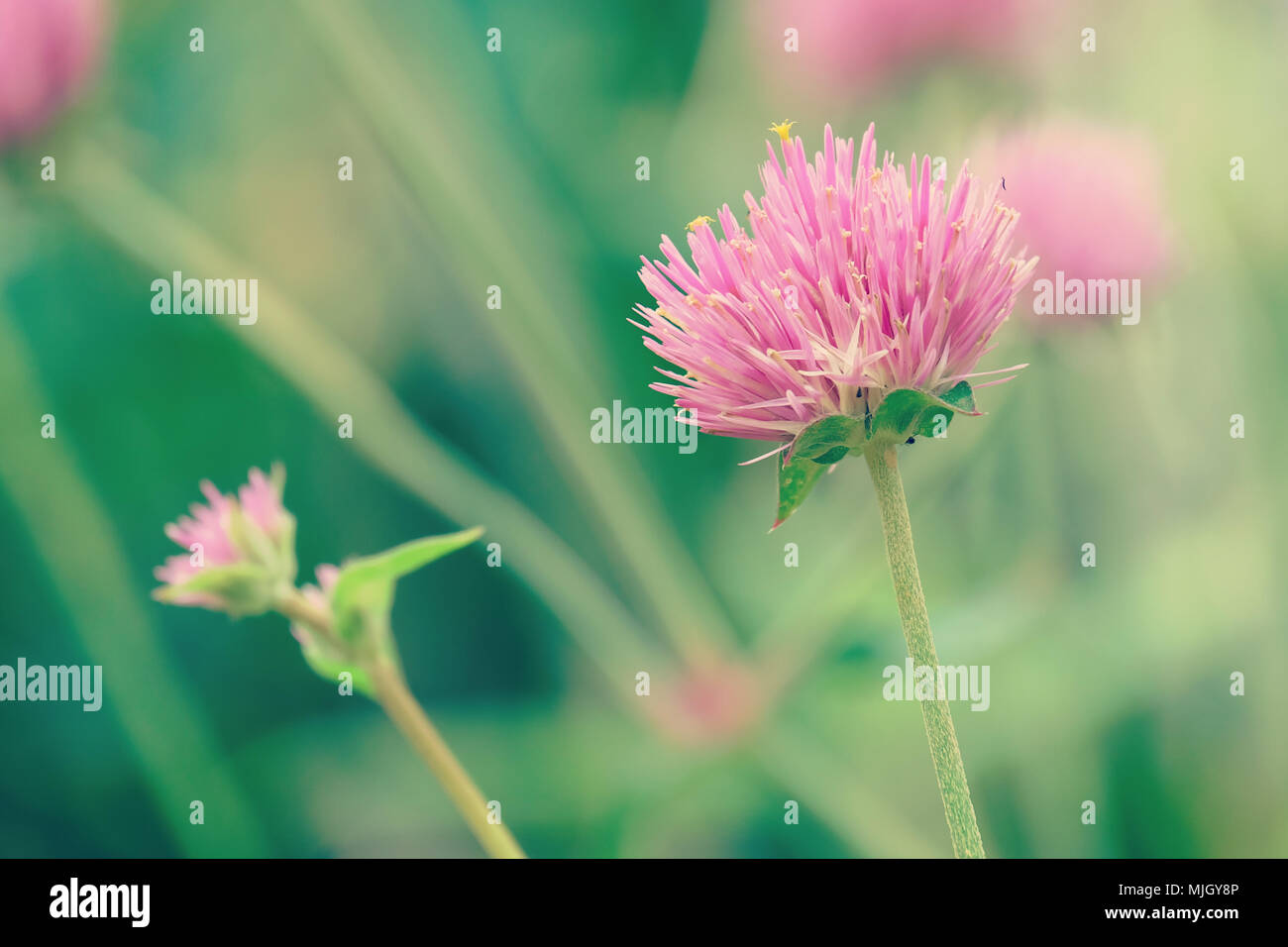 flowers with filter effect retro vintage style Stock Photo - Alamy