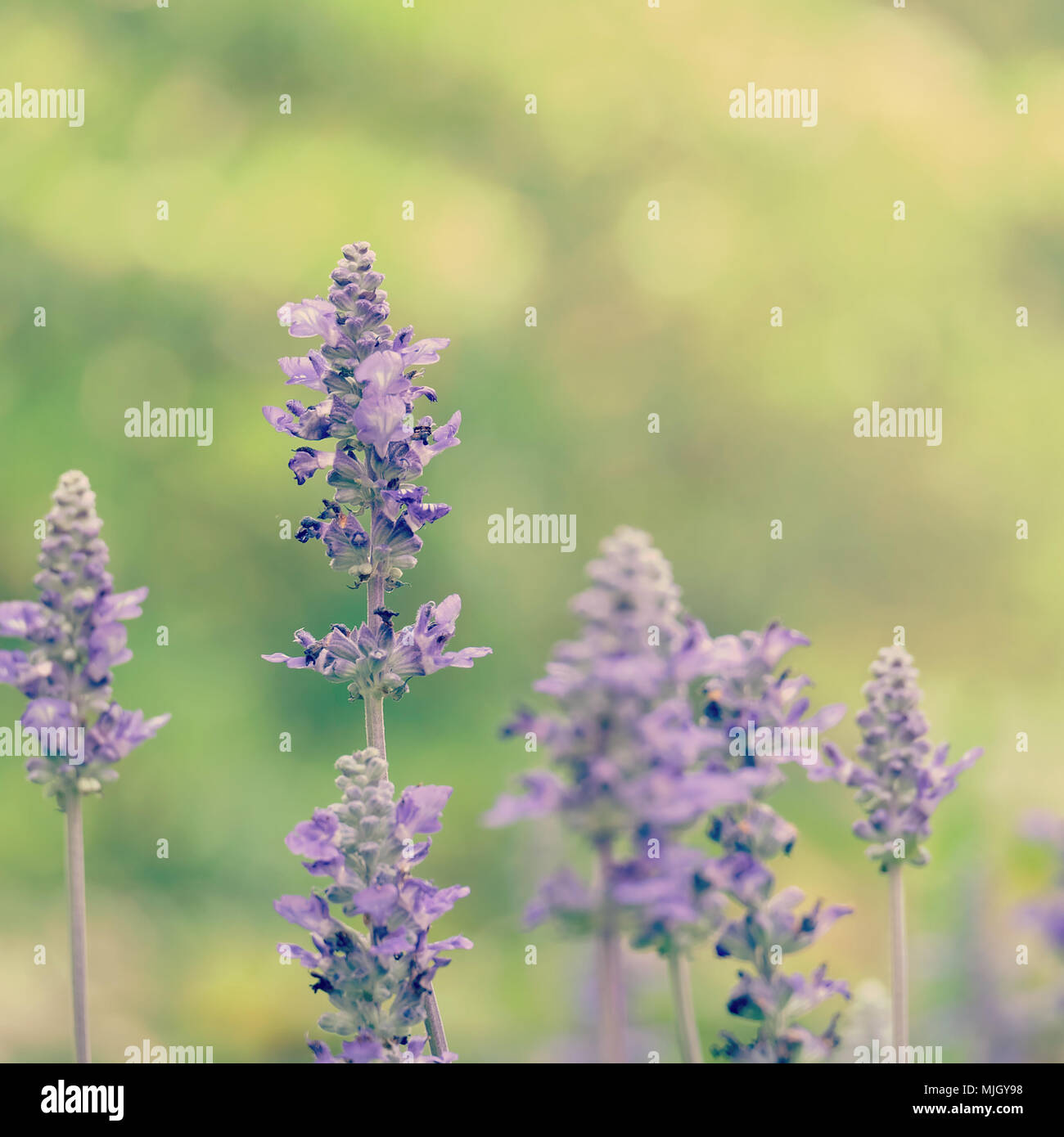 flowers with filter effect retro vintage style Stock Photo - Alamy