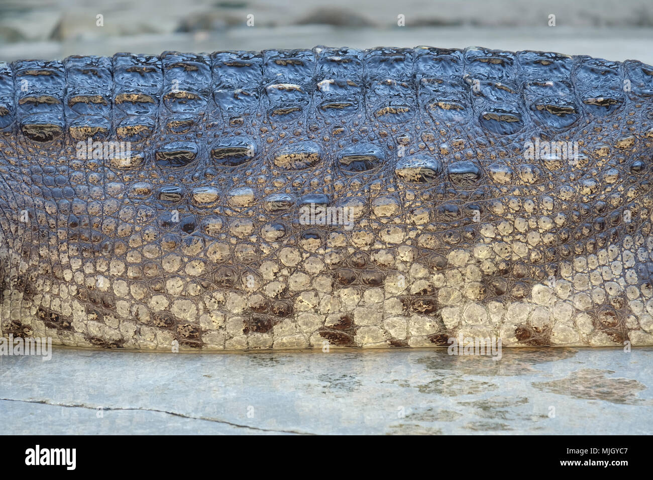 Crocodile skin texture Stock Photo - Alamy