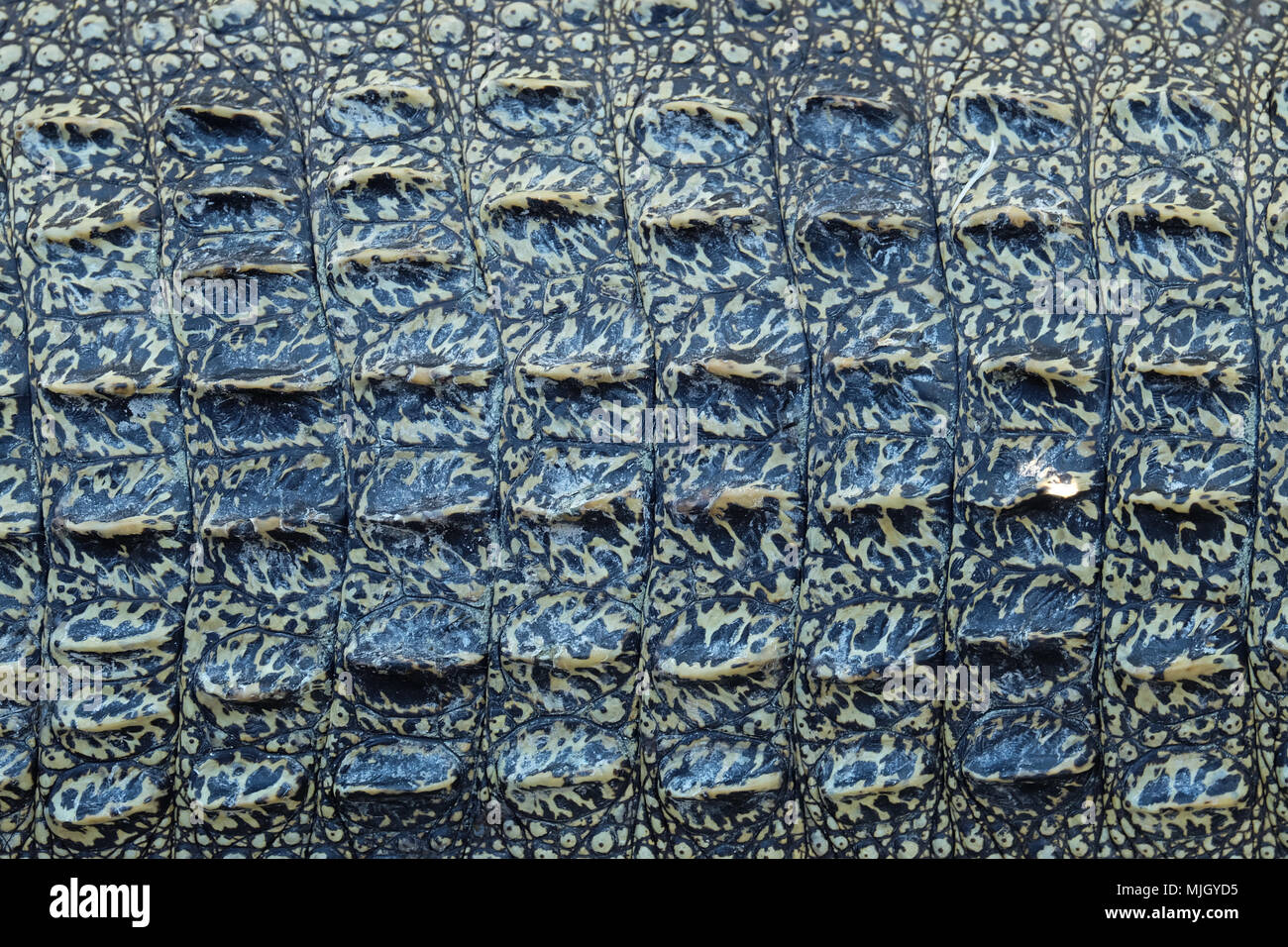 Crocodile skin texture Stock Photo - Alamy