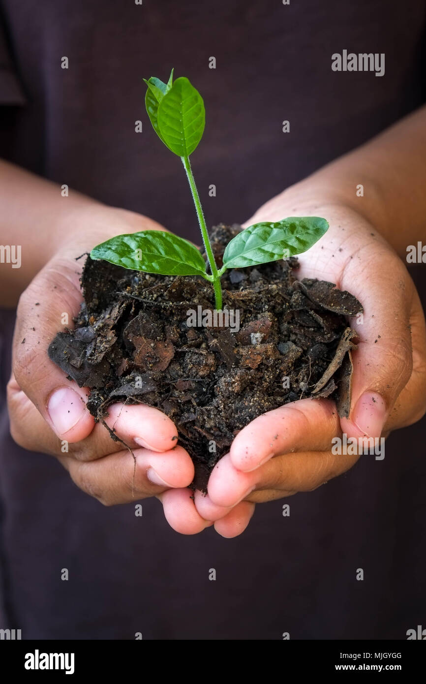 hands holding young plant Stock Photo - Alamy