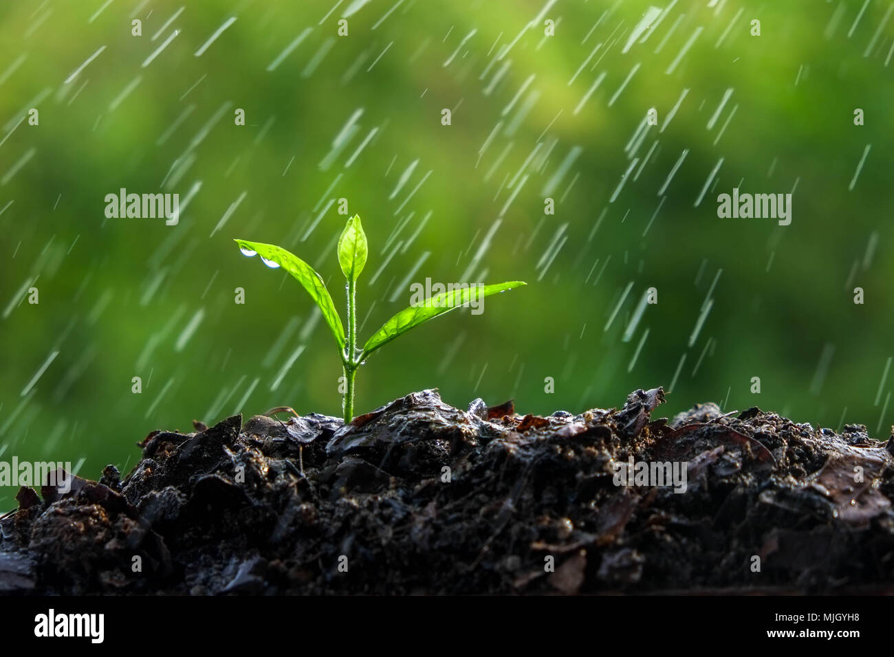 Green sprouts in the rain Stock Photo - Alamy