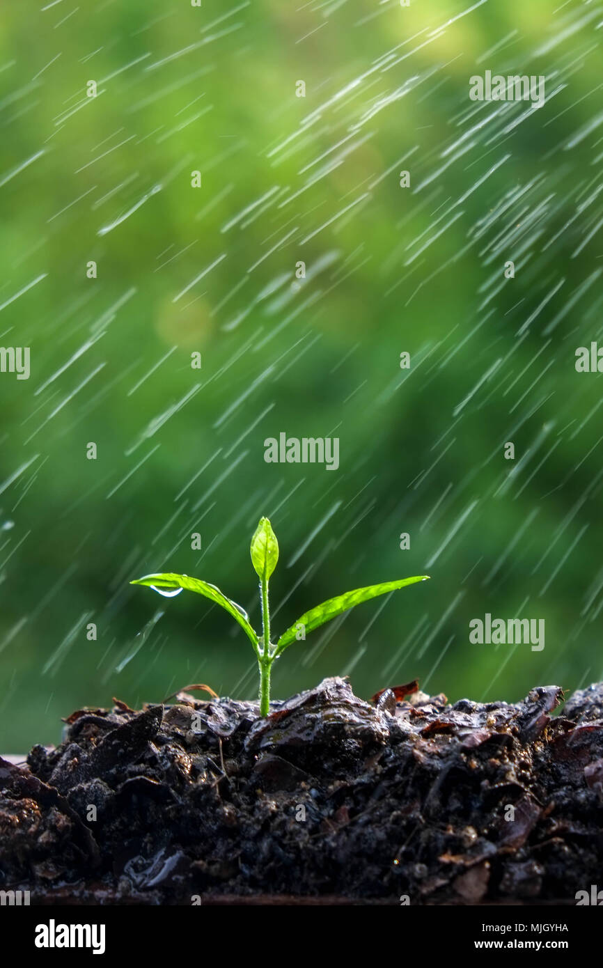 Spray drops green sprout plant hi-res stock photography and images - Alamy