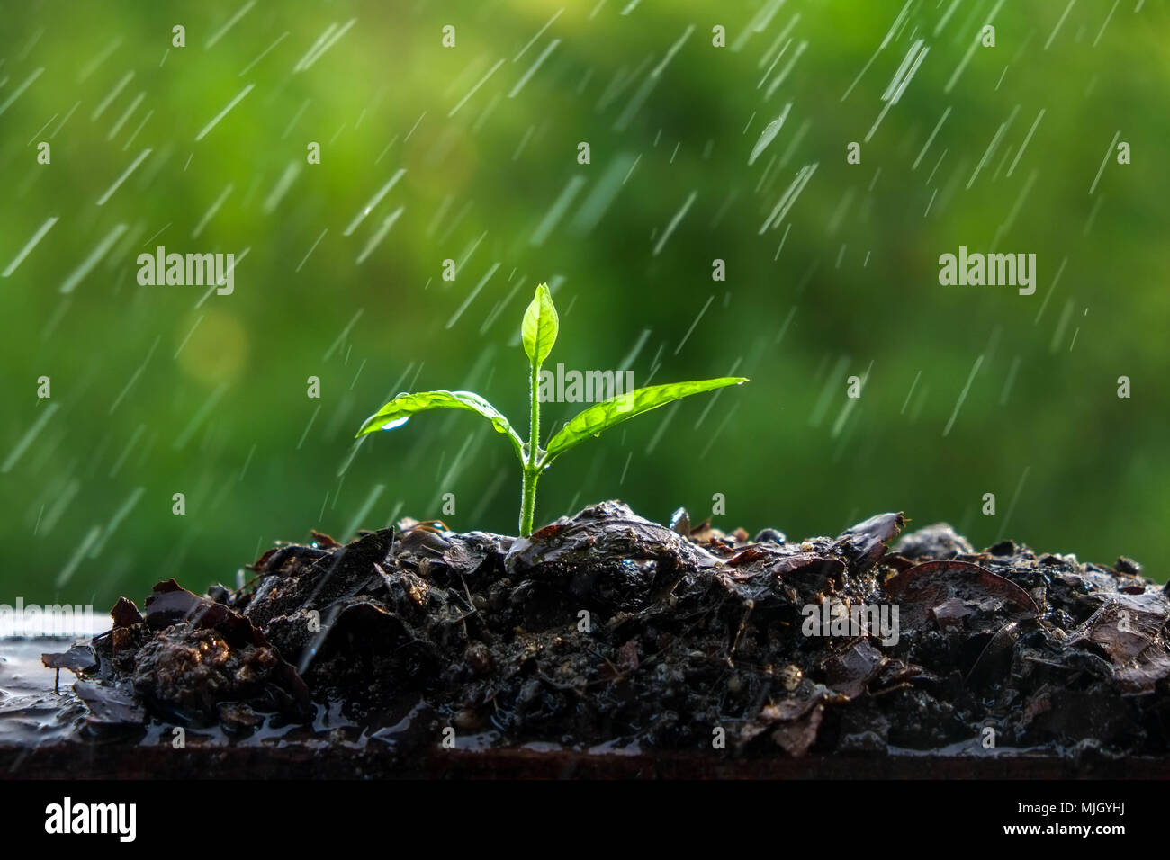 Green sprouts in the rain Stock Photo - Alamy