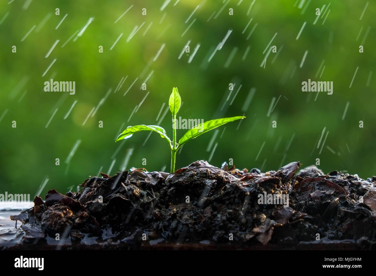 Green sprouts in the rain Stock Photo - Alamy
