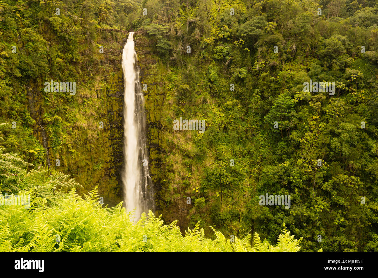 Akaka falls state park big island hi-res stock photography and images ...