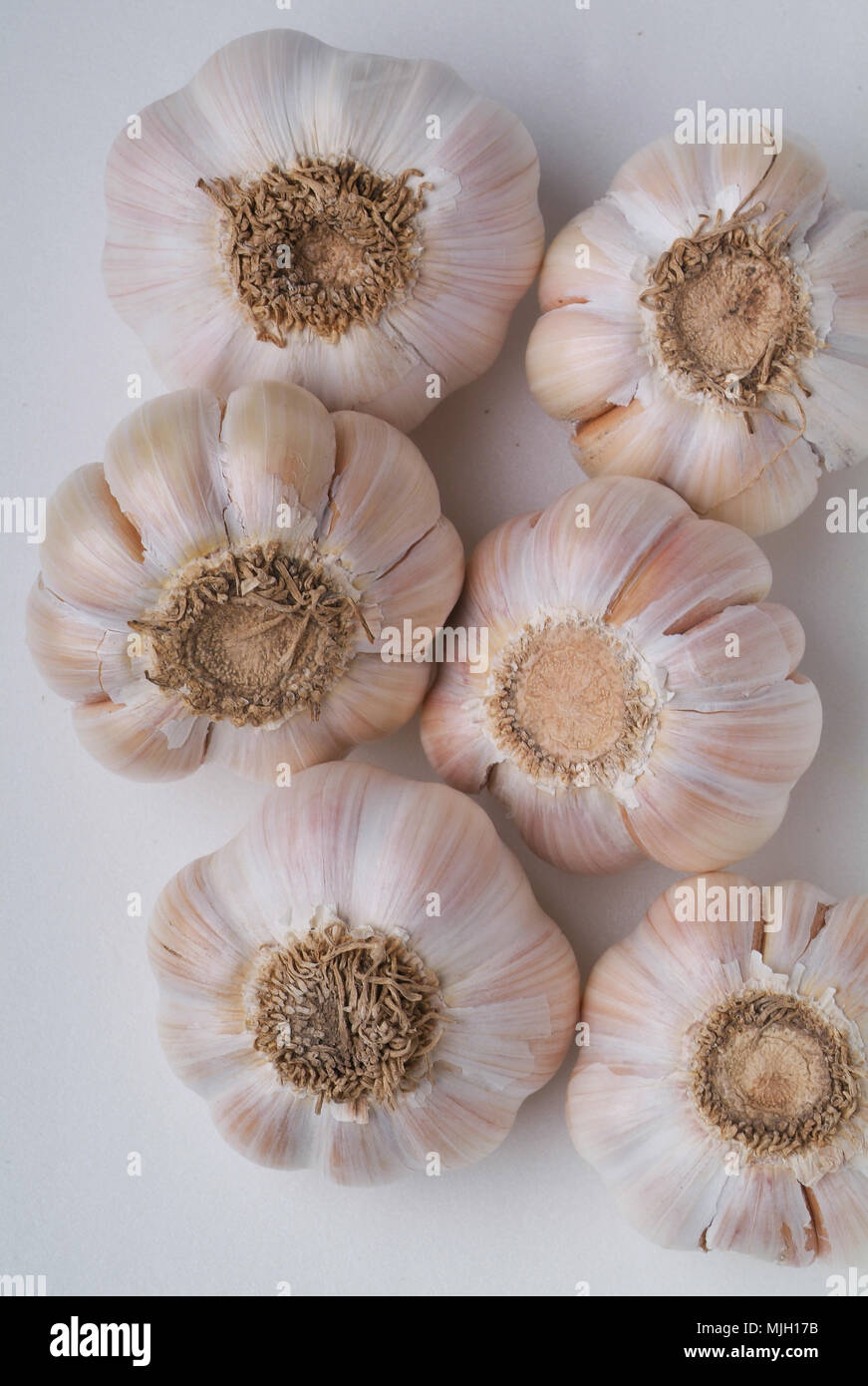 Garlic. Bulb / Head of garlic on background Stock Photo - Alamy