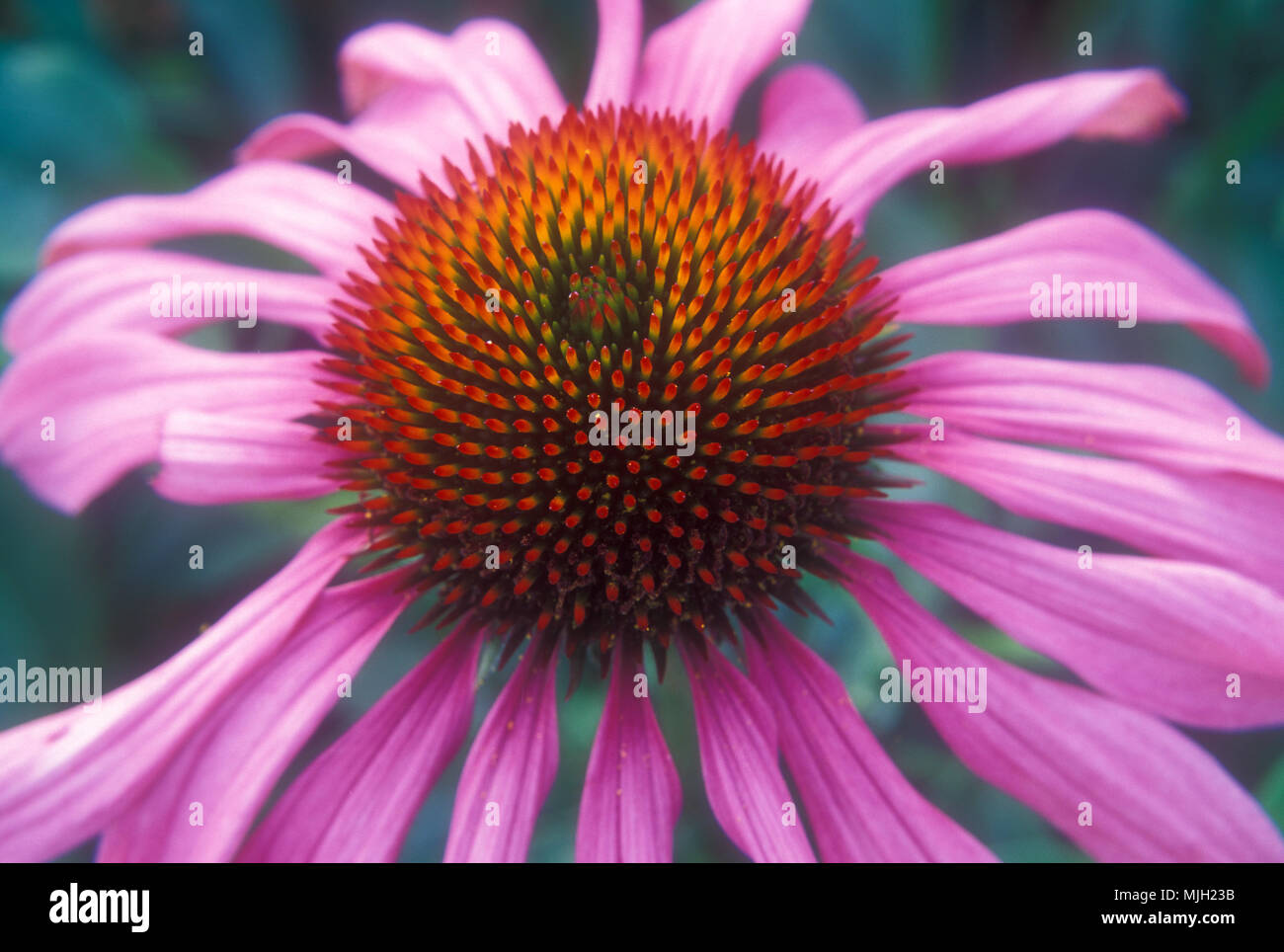 Echinacea perennials hi-res stock photography and images - Alamy