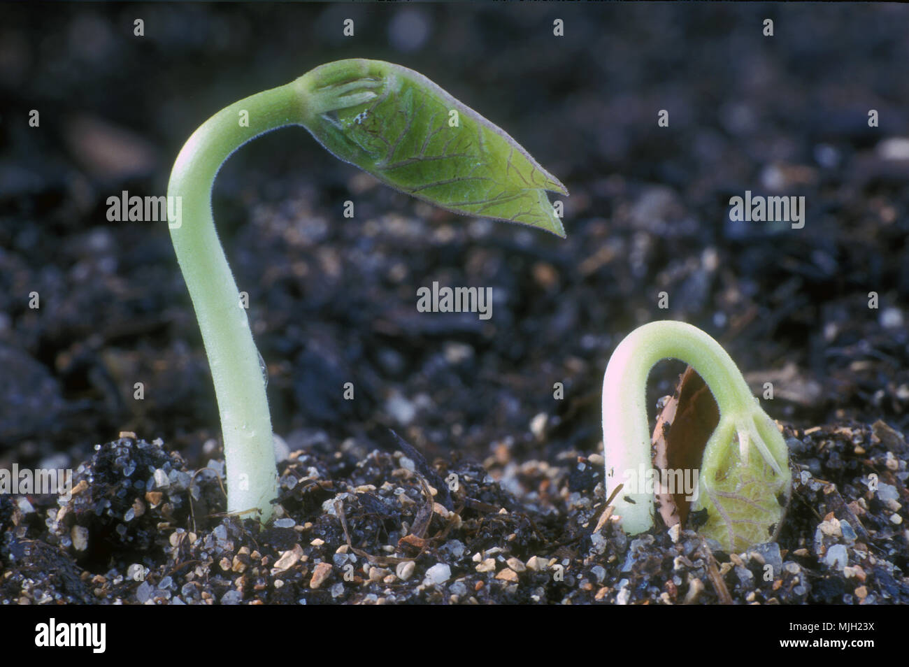 Scarlet runner bean hi-res stock photography and images - Alamy