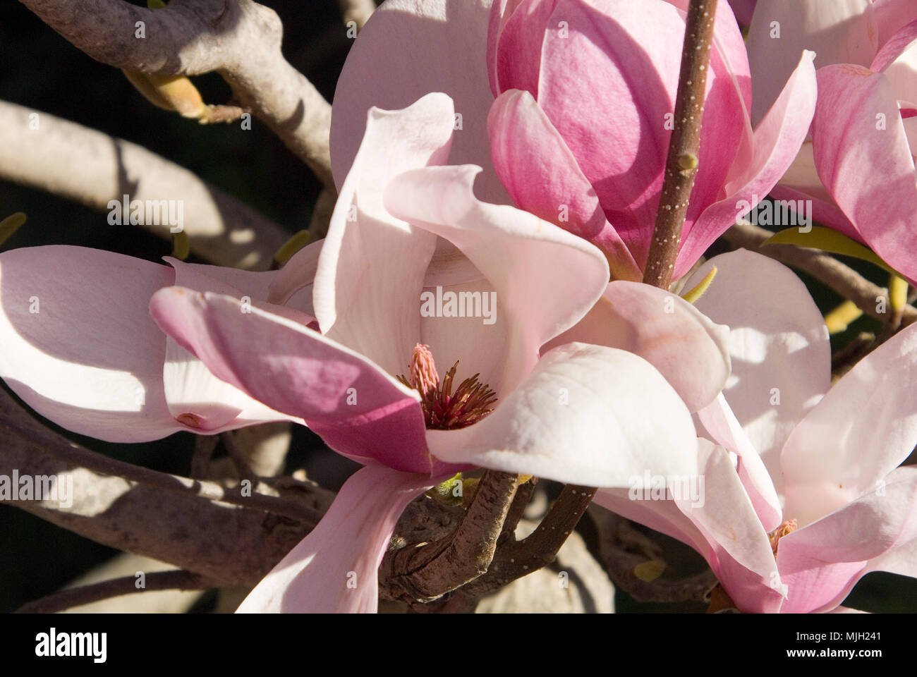 Magnolia tree petals hi-res stock photography and images - Alamy