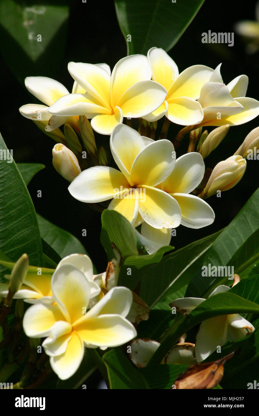 Plumeria tree hi-res stock photography and images - Alamy