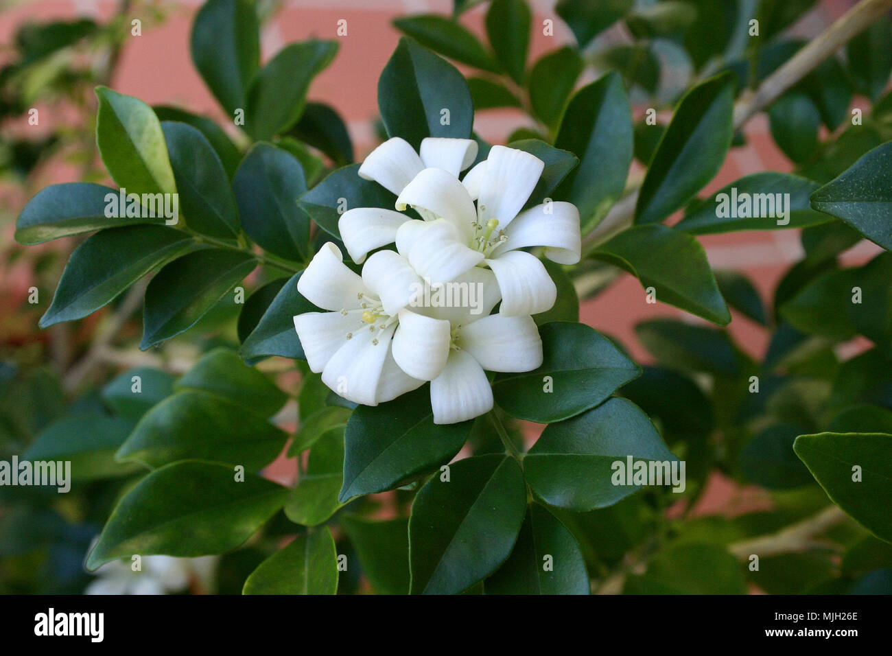 Orange Jasmine Flower